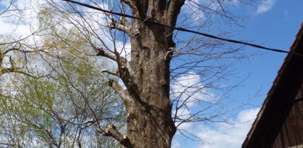 Podblegaške novice - Pravilno obžagovanje dreves