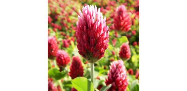 Inkarnatka Inkara 10 kg - Slogina trgovina